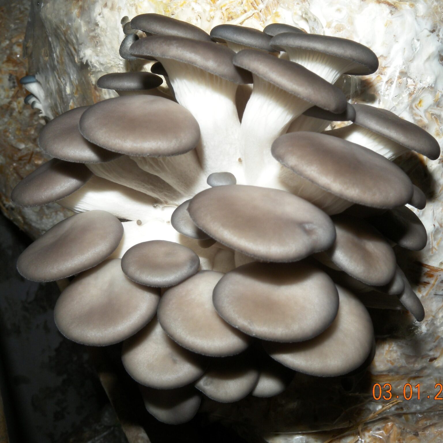 Elm Oyster Spawn – 1 kg (Hypsizygus ulmarius) – Mushroom Research ...